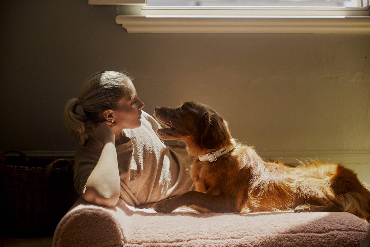 Shining A Light On Hommey Pets – Hommey USA